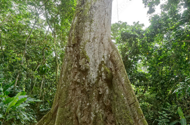 Le fromager : un arbre aux multiples vertus ? - News Lives